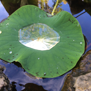 Integral Transformative Practice Guide | Integral Transformative Practice